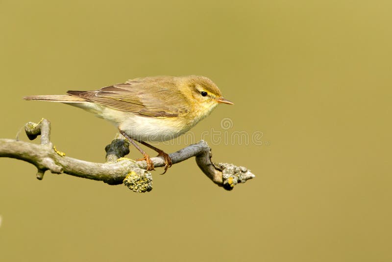 A Common Chiffchaff or Willow Warbler Stock Image - Image of birds ...