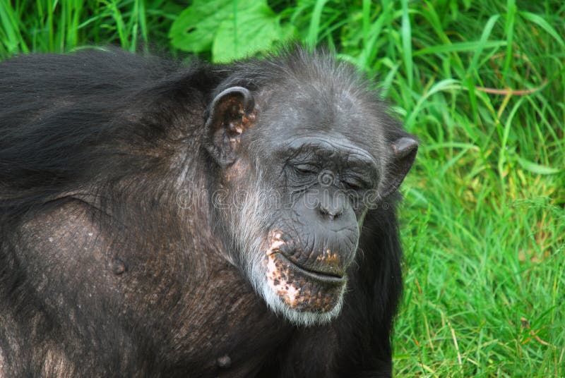 Common Chimpanzee stock photo. Image of primate, chimp - 10895162