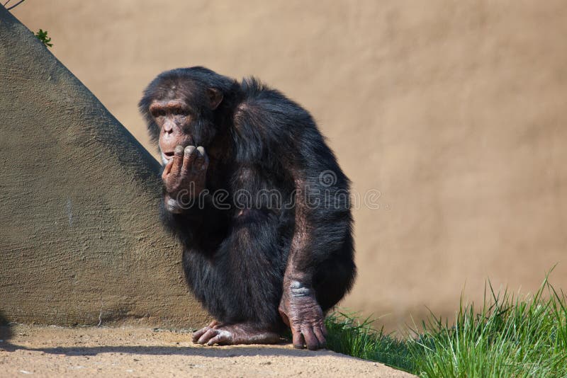 Chimpanzee scratching stock image. Image of staring, gorila - 29450527