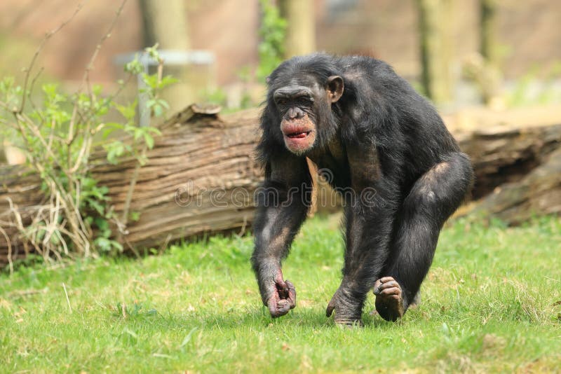 Common Chimpanzee stock image. Image of creature, african - 53252825