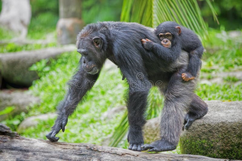Common Chimpanzee stock image. Image of creature, african - 53252825