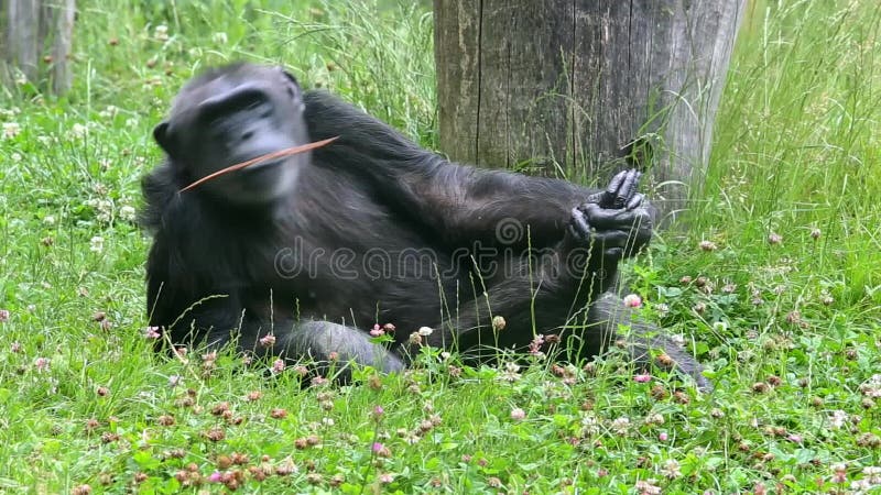 Common Chimpanzee Yawning Showing All His Teeth and Fangs - Pan ...
