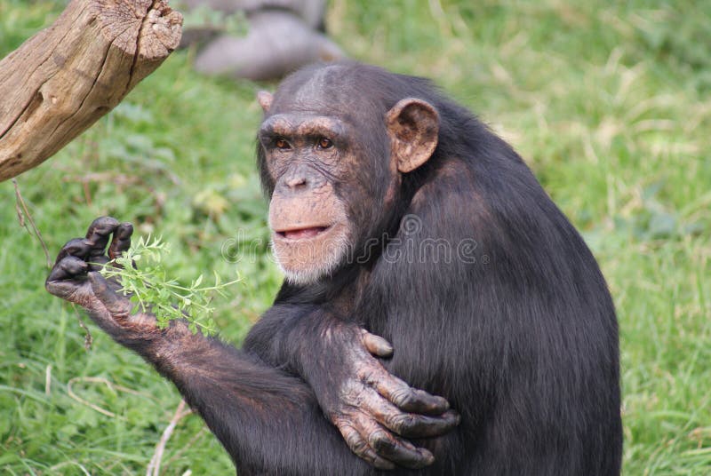 Chimpanzee (Pan Troglodyte) Stock Image - Image of primate, chimp: 544775