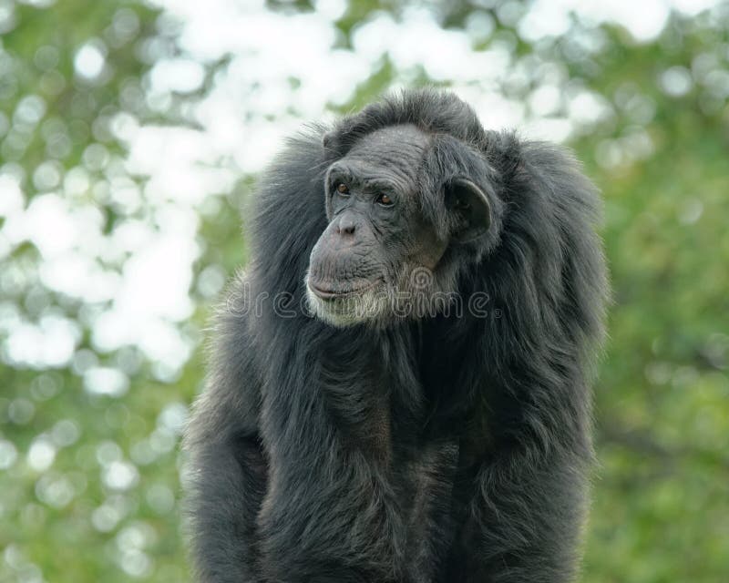Common chimpanzee stock image. Image of zoological, mammal - 44702923
