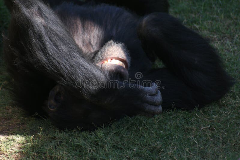 Common Chimpanzee - Pan Troglodytes Stock Image - Image of chimpanzee ...