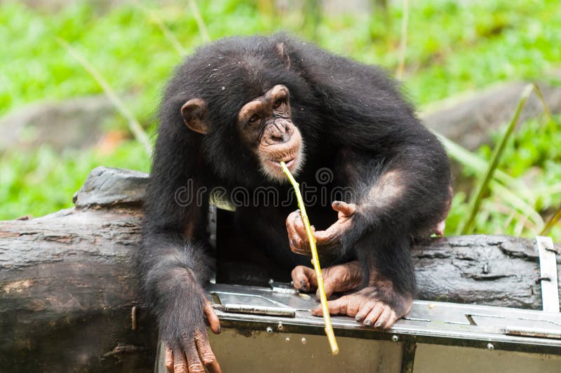 Chimp using a stick stock photo. Image of action, hands - 1715872