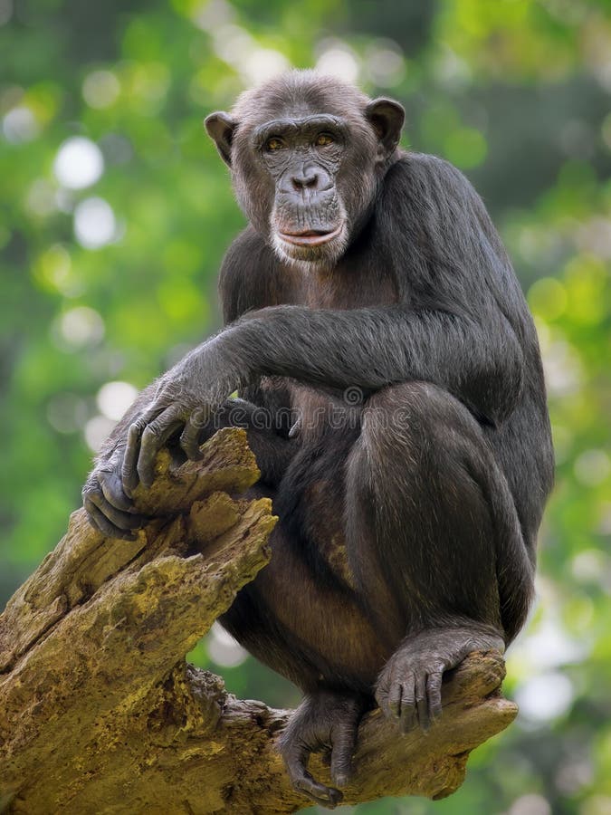 Common Chimpanzee stock image. Image of creature, african - 53252825