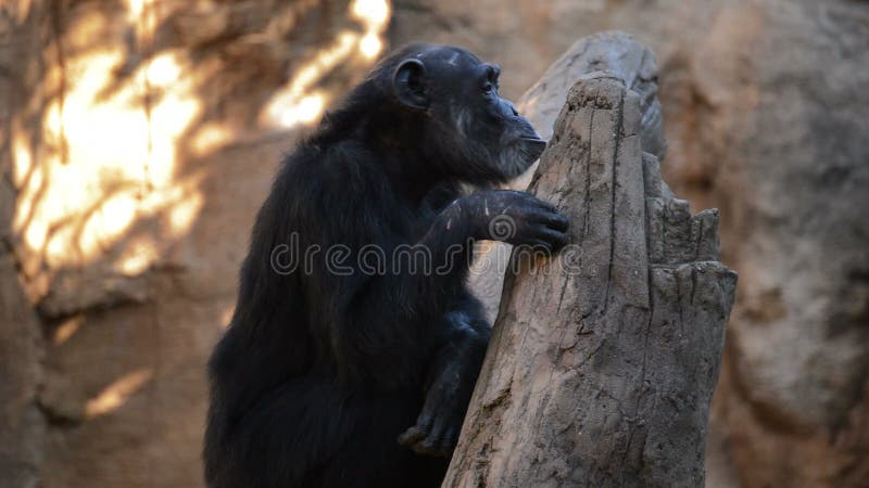 Common Chimpanzee Making Gestures with His Mouth - Pan Troglodytes ...