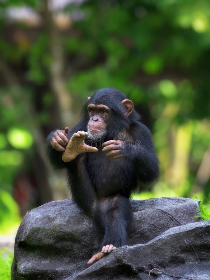 Common Chimpanzee stock image. Image of creature, african - 53252825