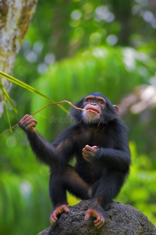 Common Chimpanzee stock image. Image of creature, african - 53252825