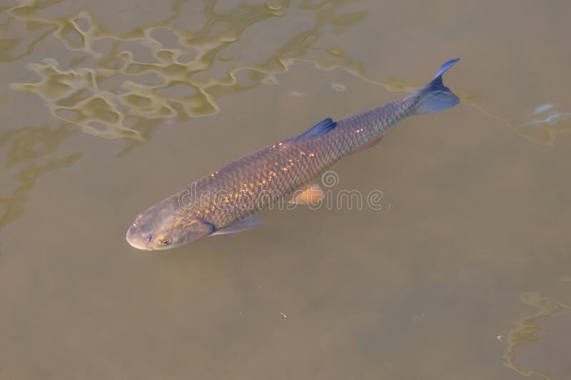 Common chub in river stock photo. Image of fresh, chub - 156687594