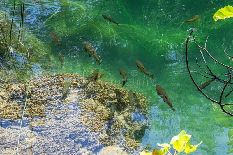 Common Chubs (Squalius Cephalus) Under the Water in a Lake Stock Image ...