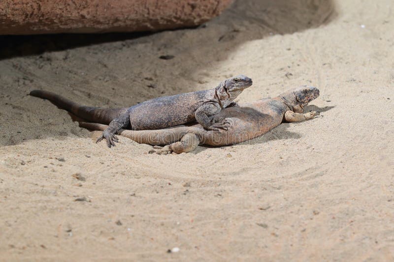 Common chuckwalla stock photo. Image of desert, couple - 273052502