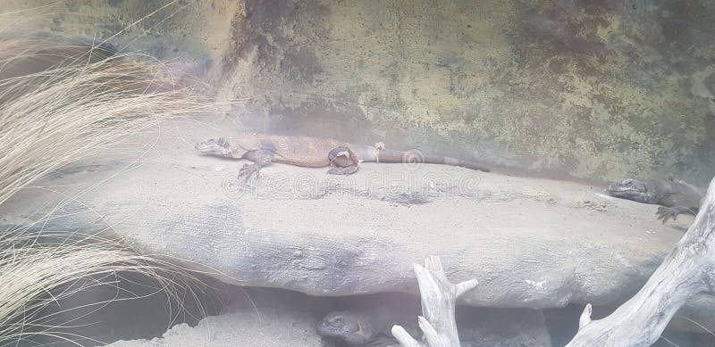 Common Chukvalla Lizard in a Terrarium in a Zoo (Sauromalus Obesus ...