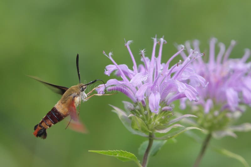 Common Clearwing Moth stock image. Image of wild, clearwing - 25247523