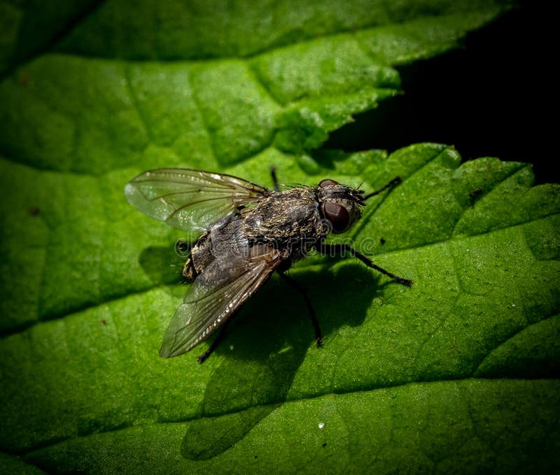 Common Cluster Fly - Pollenia Rudis Stock Image - Image of conservation ...