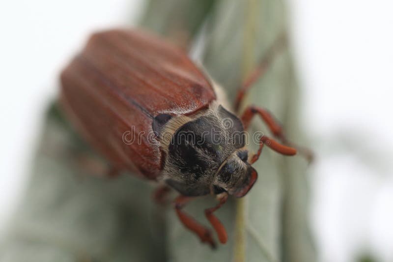 Common cockchafer stock photo. Image of maybug, nature - 302727310