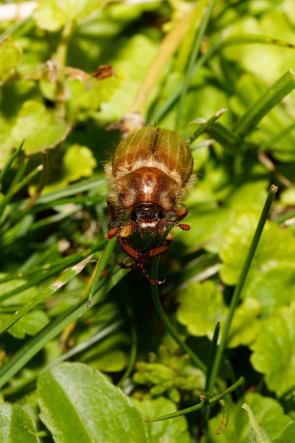 Common Cockchafer Melolontha Melolontha Stock Image - Image of farm ...