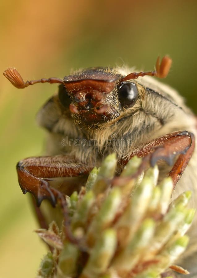 Common Cockchafer - Melolontha Melolontha Stock Image - Image of ...