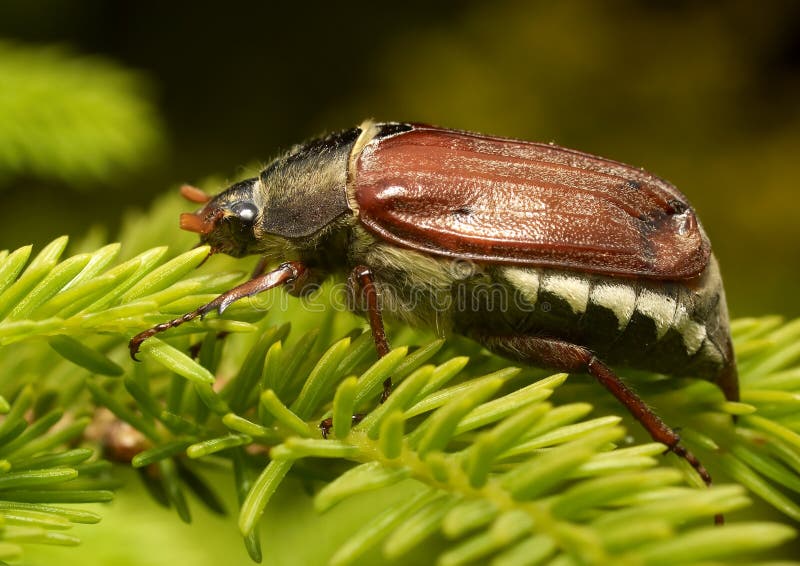 Common Cockchafer - Melolontha Melolontha Stock Photo - Image of pine ...