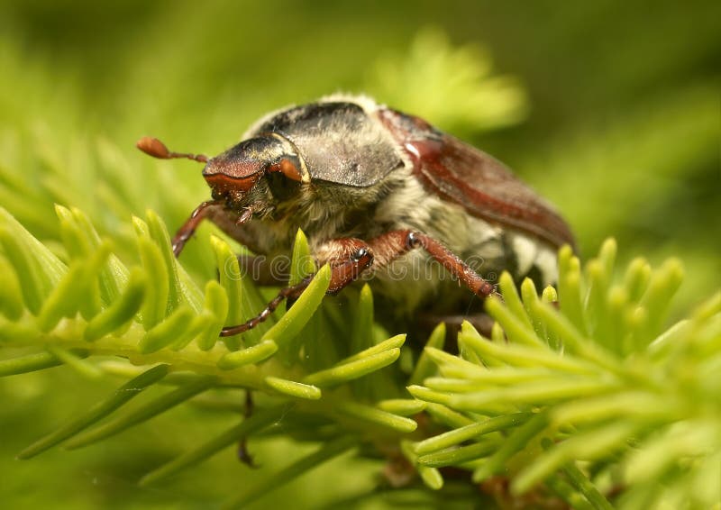 Common Cockchafer - Melolontha Melolontha Stock Photo - Image of ...