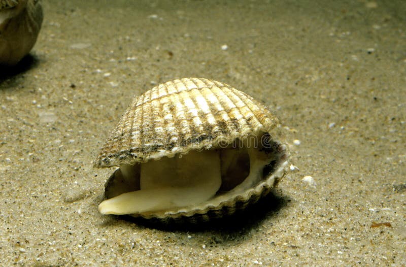Cerastoderma Edule Common Cockle Empty Seashells on Sandy Beach ...