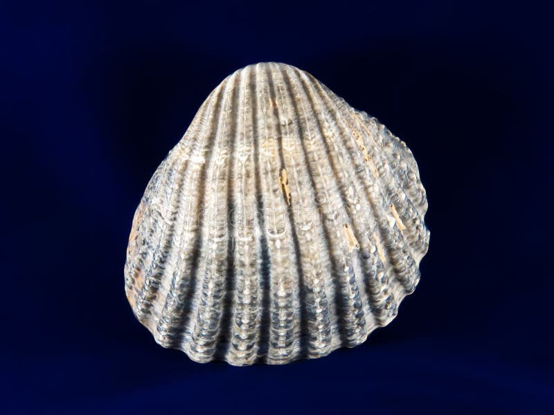 Common cockle stock image. Image of cardiidae, common - 35708445