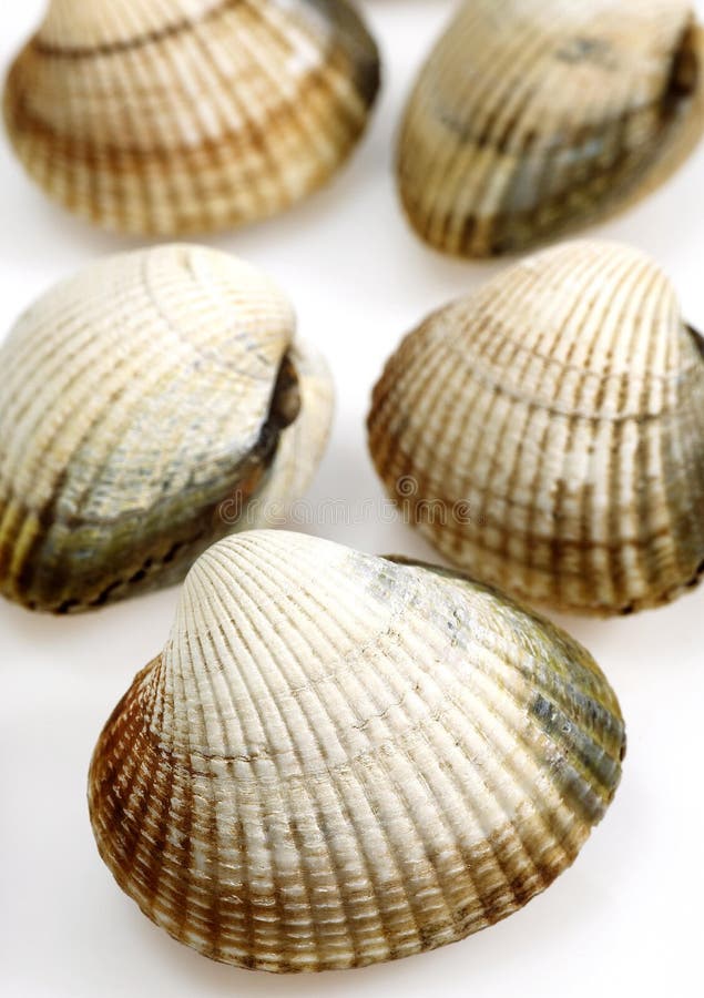 Common Cockle, Cerastoderma Edule, Shells Against White Background ...