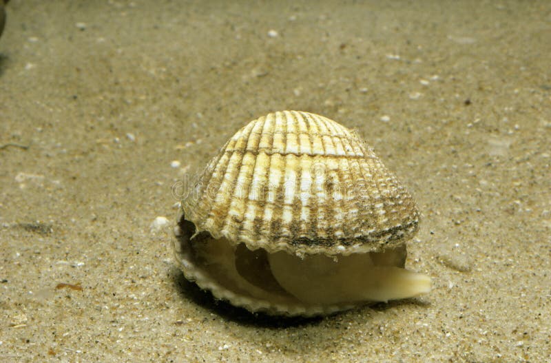 Common Cockle, Cerastoderma Edule Shell Stock Photo - Image of edule ...