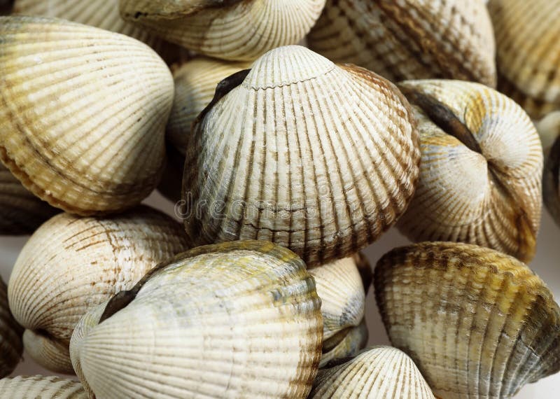 Common Cockle, Cerastoderma Edule Shells Stock Image - Image of indoors ...