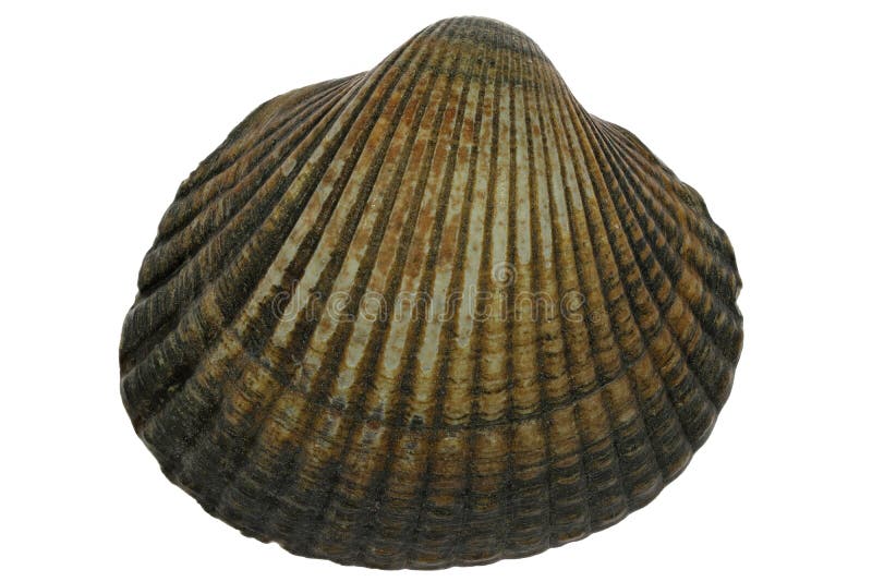 Common cockle stock photo. Image of shell, seashell - 237748058