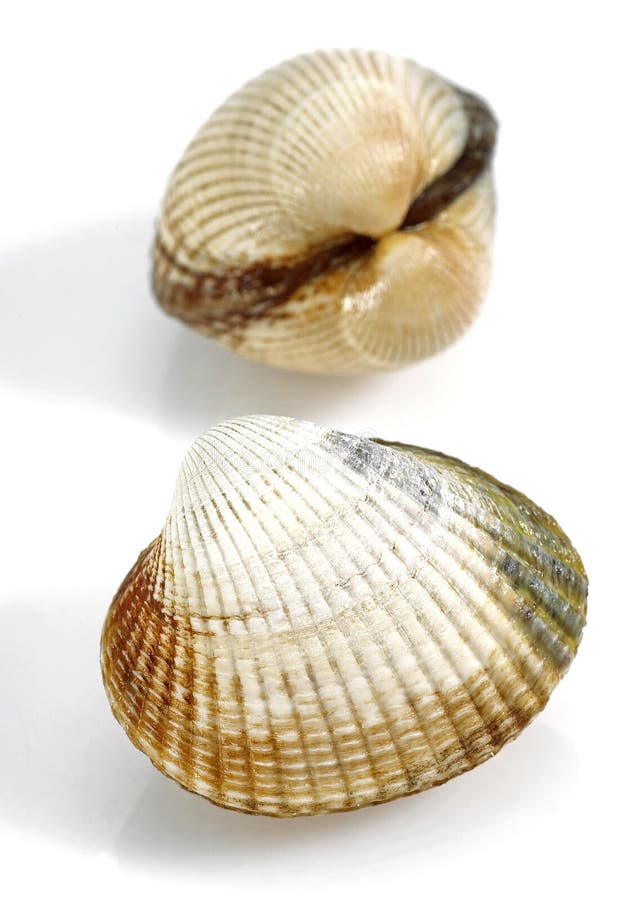 Common Cockle, Cerastoderma Edule, Fresh Shells Against White ...