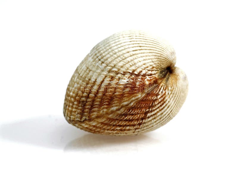 Common Cockle, Cerastoderma Edule, Shell Against White Background Stock ...