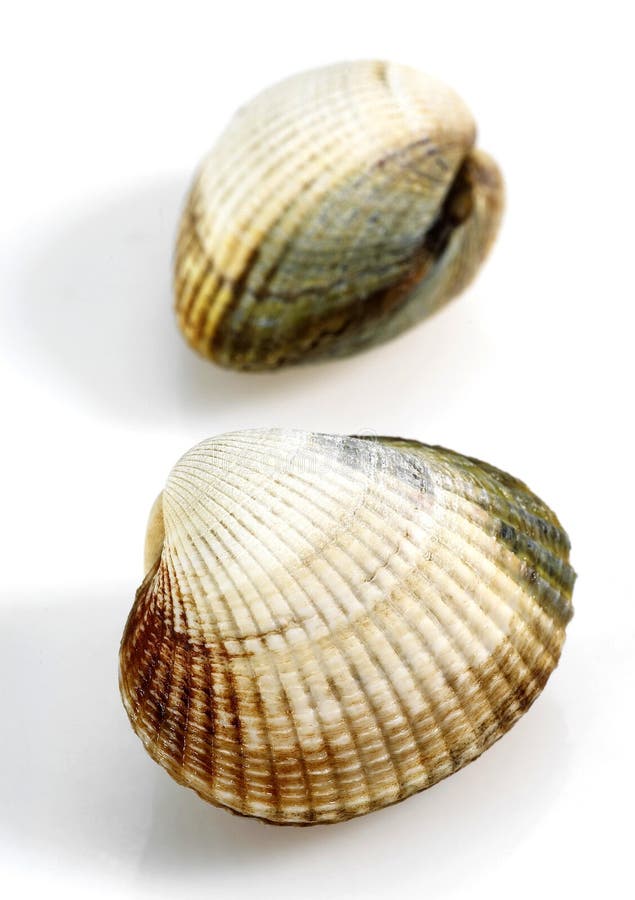 Common Cockle, Cerastoderma Edule Against White Background Stock Image ...