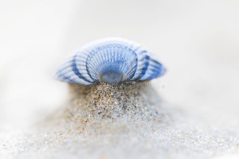 Common cockle stock photo. Image of netherlands, site - 201527718