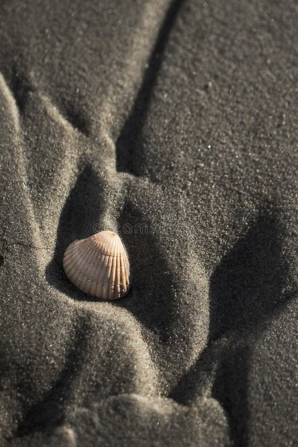 Common cockle stock photo. Image of season, world, waddensea - 201527768