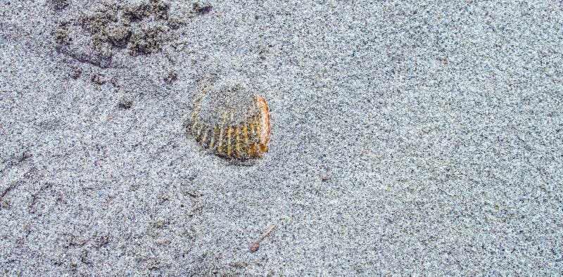 Common Cockle Shell - Cerastoderma Edule Stock Image - Image of ...