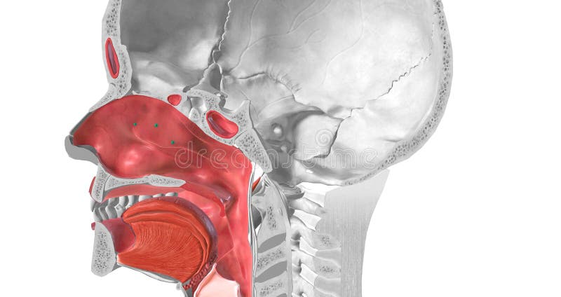 The Common Cold is Caused by a Viral Infection. Rhinoviruses are Most ...