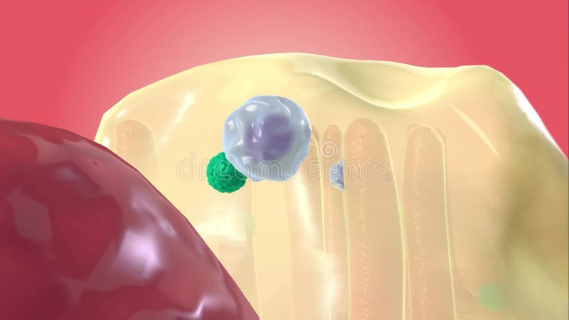 Common Cold Immune Response, White Blood Cell Stock Video - Video of ... Common Cold Immune Response, White Blood Cell Stock Video - Video of ...
