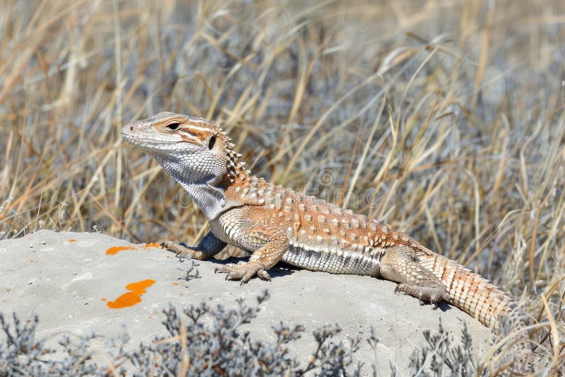 Common Collared Lizard Basking on a Sunny Rock in Natural Habitat Stock Illustration ...