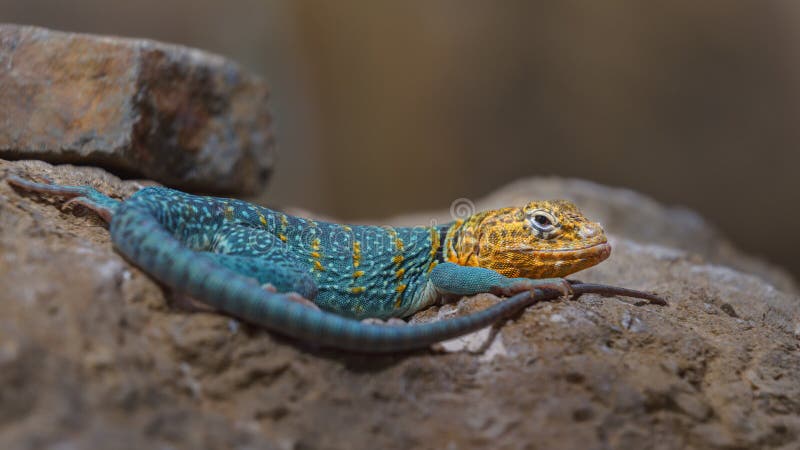 The Common Collared Lizard, Crotaphytus Collaris, on a Rock Formation ...
