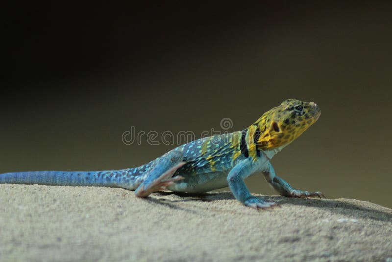 Portrait of a Beautiful Common Collared Lizard Stock Image - Image of ...