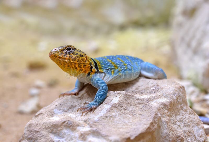 Common Collared Lizard Crotaphytus Collaris Stock Photo - Image of blue ...