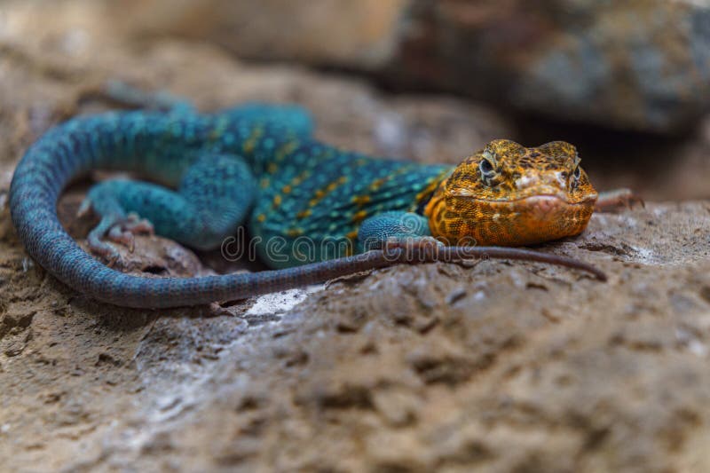 Common Collared Lizard Rock Stock Photos - Free & Royalty-Free Stock ...