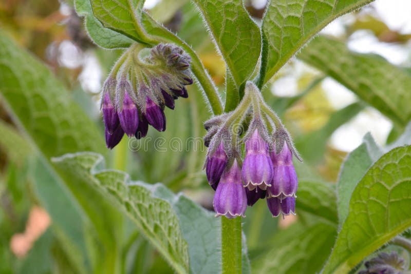 Purple Comfrey Flower Blossom Spiral 06 Stock Photo - Image of ...