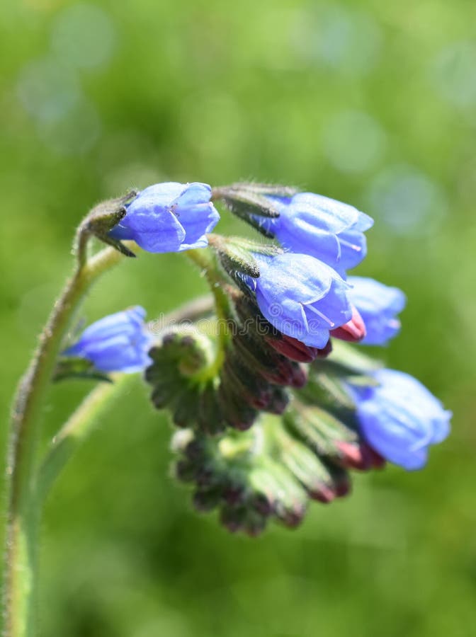 Common Comfrey Blue Flowers Stock Image - Image of herbal, knit: 342321377