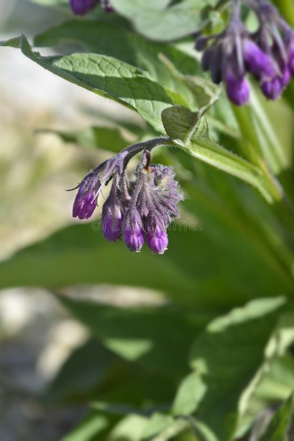 Common comfrey stock photo. Image of purple, symphytum - 228225590