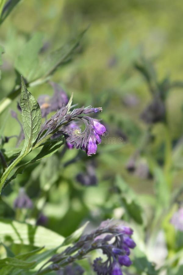 Common comfrey stock photo. Image of blackwort, botany - 245283916
