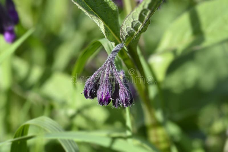 Common comfrey stock photo. Image of officinale, outdoors - 234656048