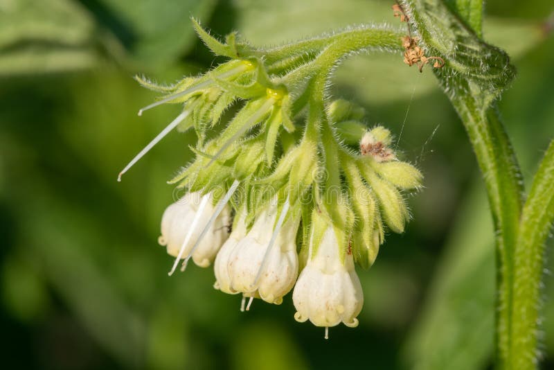 Common Comfrey Symphytum Officinala Flowers Stock Photo - Image of ...